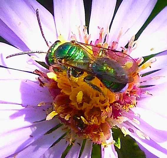 Halictid Bee | Project Noah