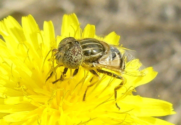syrphidae | Project Noah