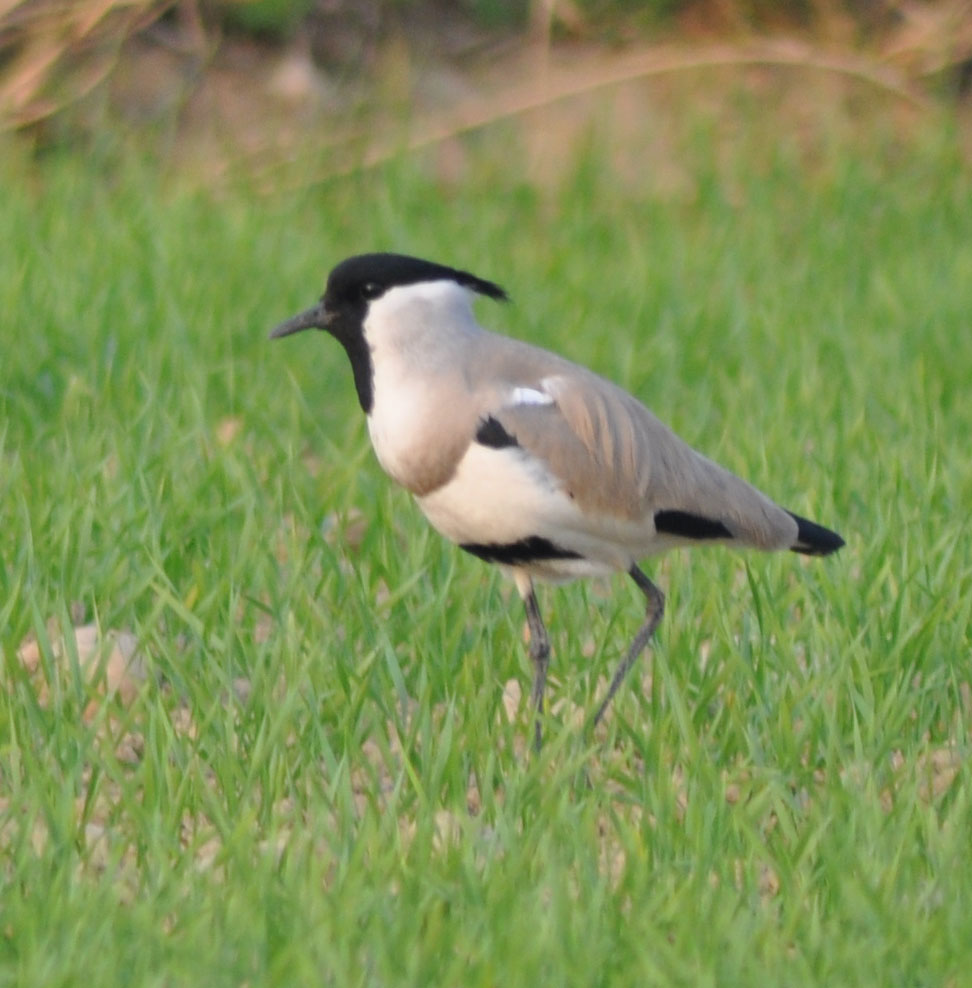 River Lapwing | Project Noah
