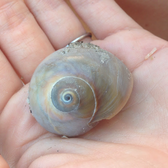 Shark Eye | Project Noah