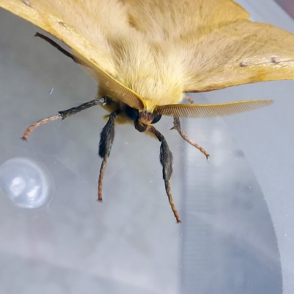 Wooly Bear Moth | Project Noah
