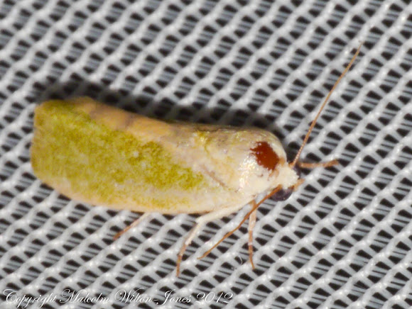 Spiny Bollworm Moth | Project Noah