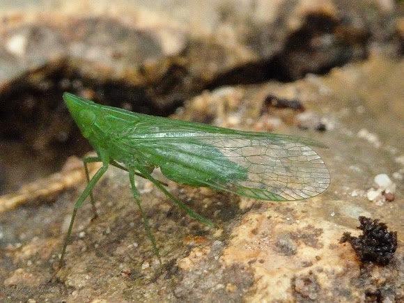 Green Planthopper | Project Noah