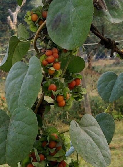 Wild Creeper | Project Noah