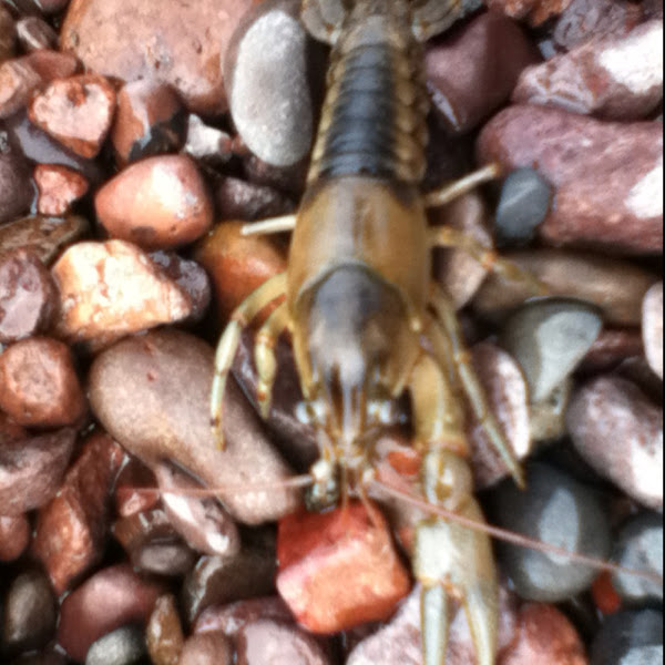 White River Crayfish | Project Noah