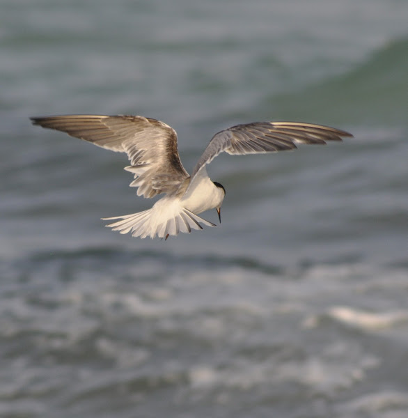 Arctic Tern | Project Noah