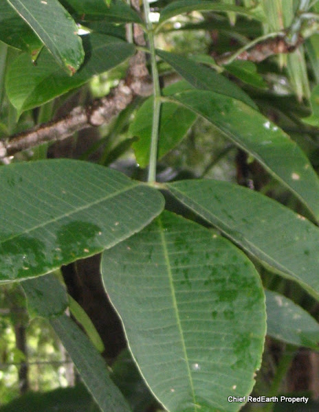 Indian Hog Plum / AMBAZHAM, | Project Noah