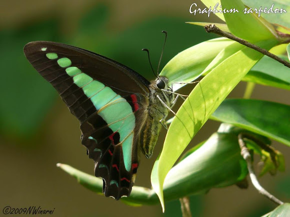 Common Bluebottle | Project Noah
