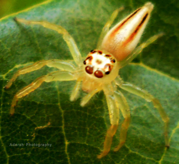 Two Striped Jumping Spider(Male) | Project Noah