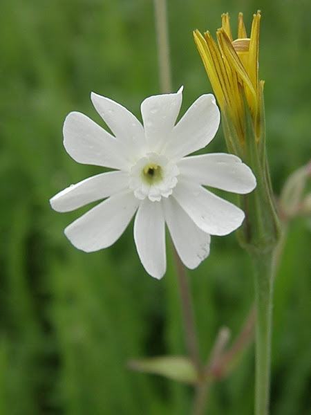 White Campion | Project Noah