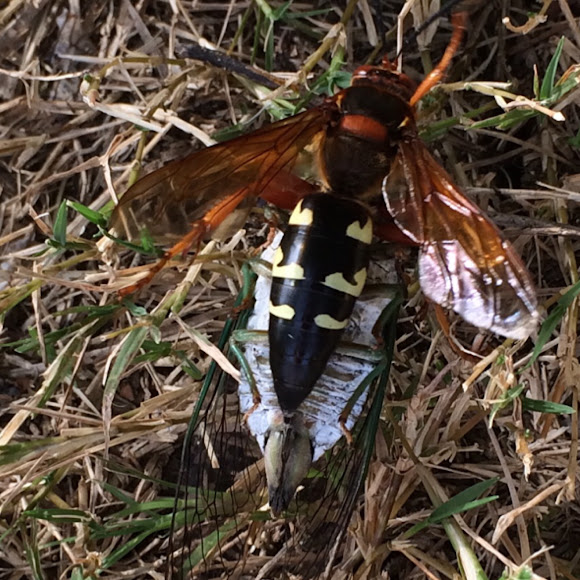 Eastern Cicada Killer | Project Noah
