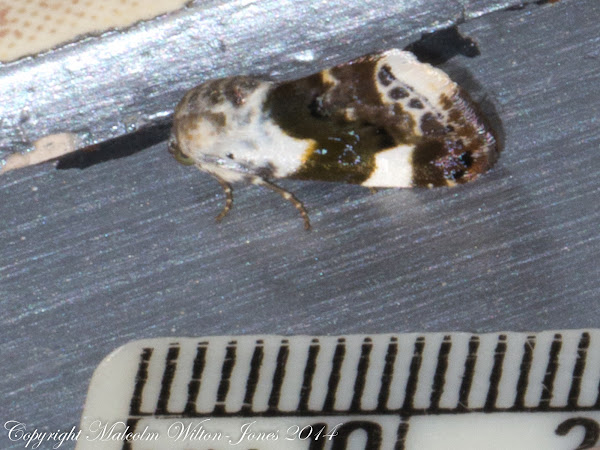 Pale Shoulder Moth | Project Noah