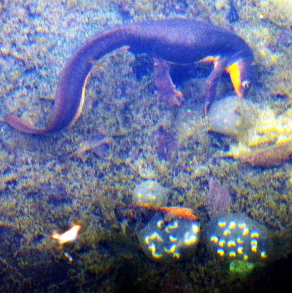 California Newt | Project Noah