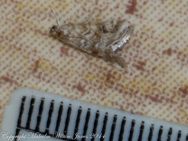 Cabbage Webworm | Project Noah