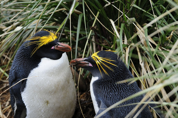 Macaroni penguin | Project Noah