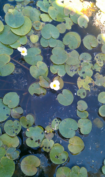 Common Frogbit | Project Noah