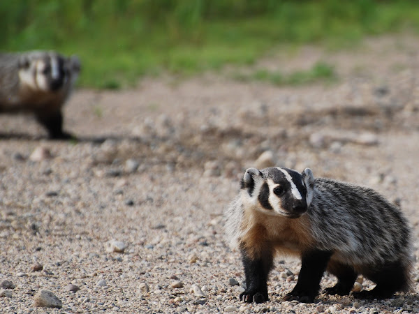 American Badger | Project Noah