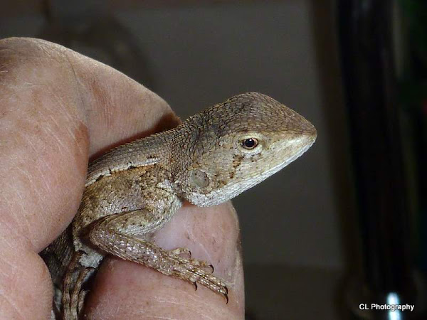Nobbi Dragon | Project Noah