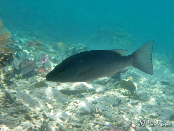 Gray Snapper | Project Noah