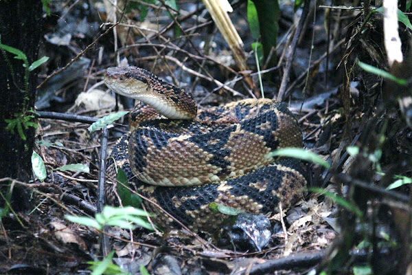 Bushmaster | Project Noah