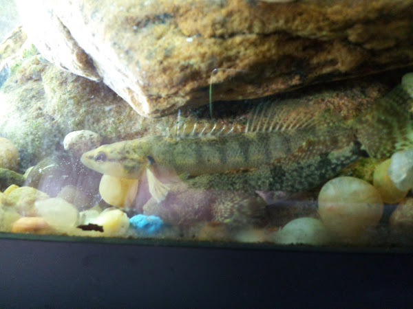 Snakehead | Project Noah