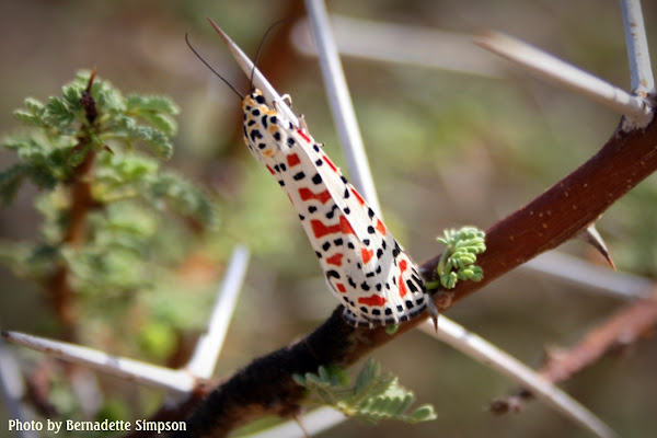 Crimon-speckled Flunkey | Project Noah