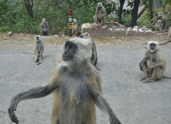 Gray langur or Hanuman langur | Project Noah