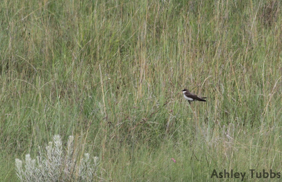 Banded Martin | Project Noah