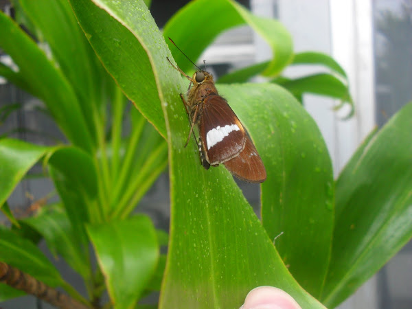 Evadnes Skipper | Project Noah