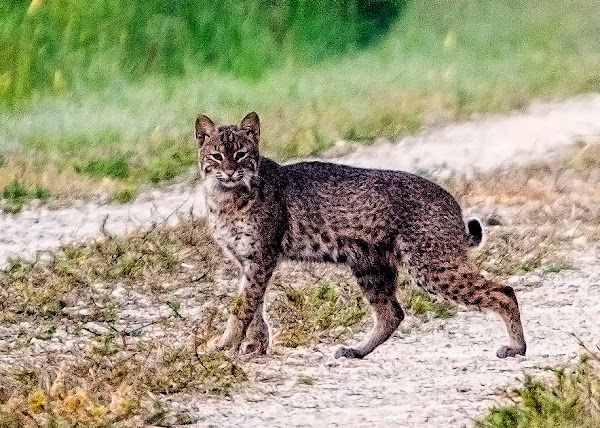 Bobcat | Project Noah