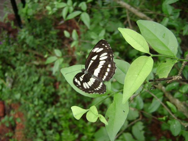 Short Banded Sailer | Project Noah