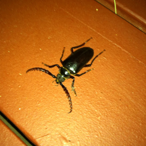 Tile-horned Prionus | Project Noah