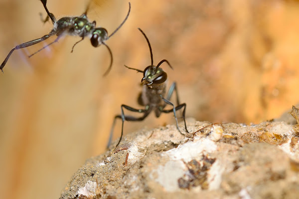 Blue Mud Dauber Wasp | Project Noah