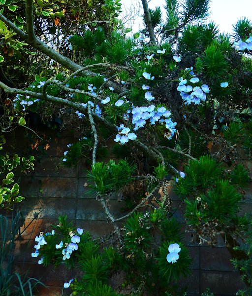 Fountain bush | Project Noah