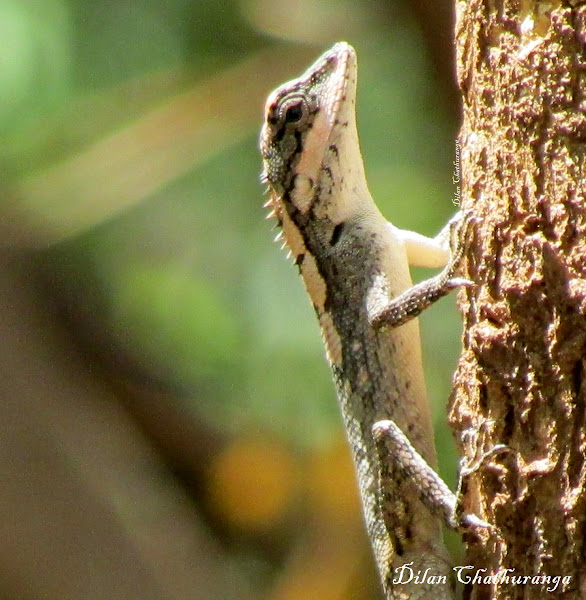 Painted-lipped lizard | Project Noah