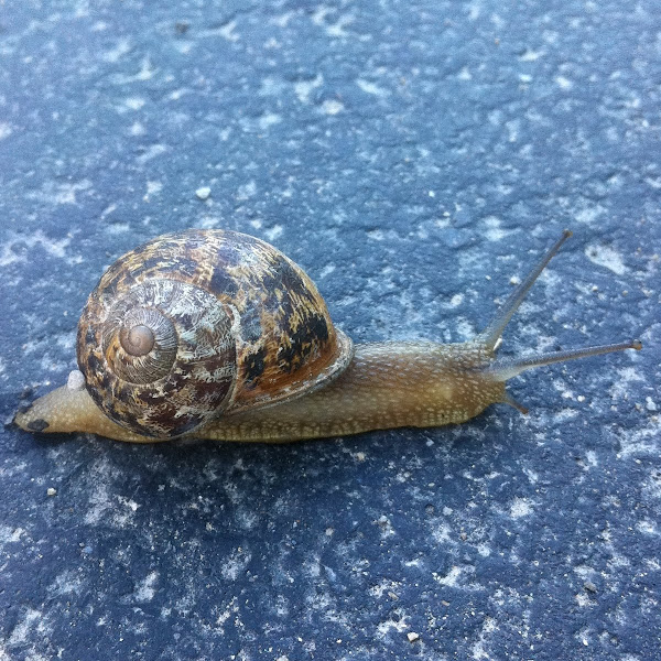 Snail | Project Noah