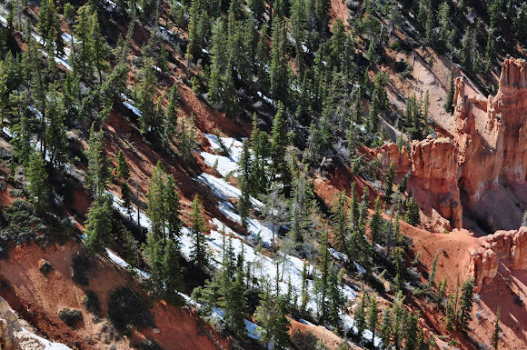 Subalpine fir | Project Noah