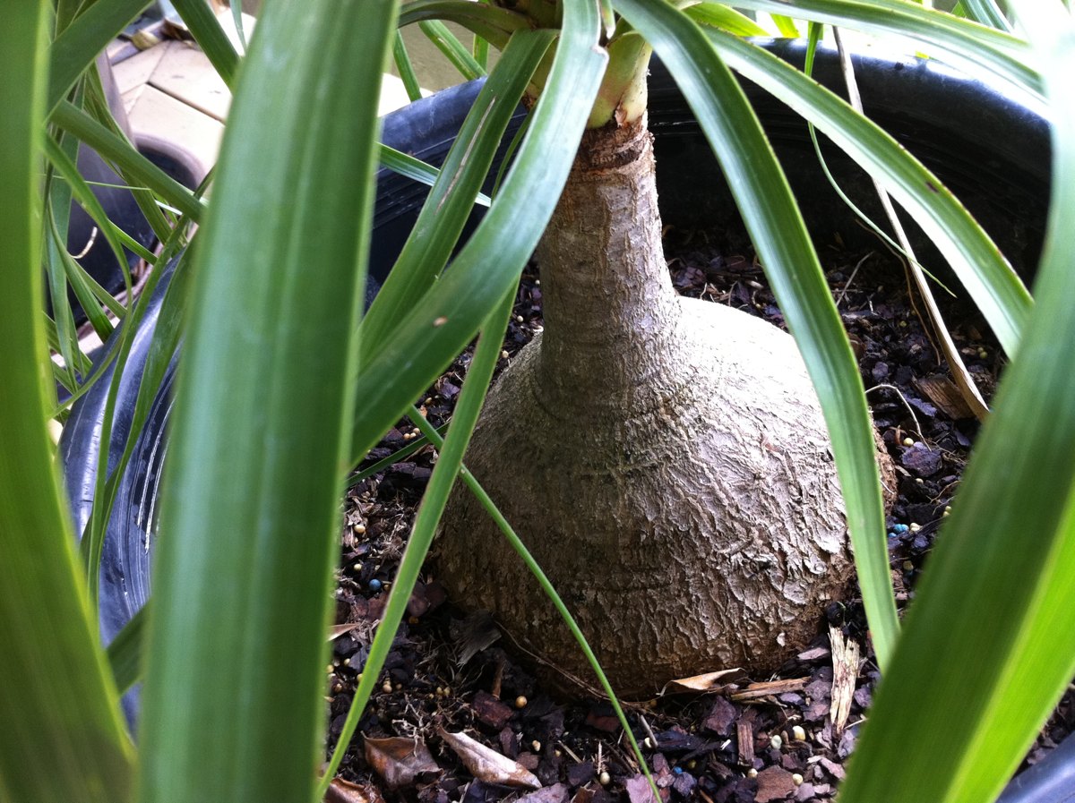 Elephants foot tree or Pony Tail palm | Project Noah