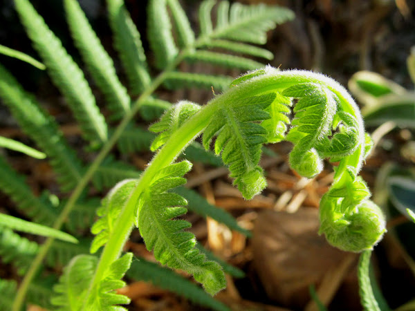 Southern Shield Fern | Project Noah