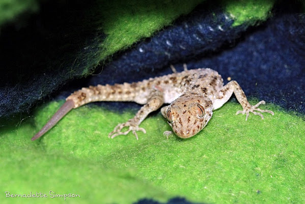 Keeled Rock Gecko | Project Noah