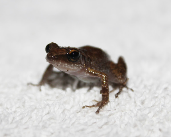 Rio Grande Chirping Frog | Project Noah