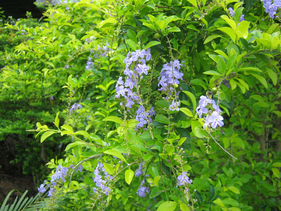 Golden Dew Drop | Project Noah