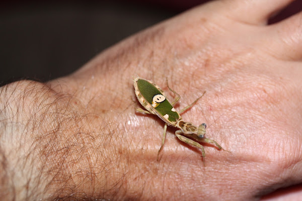 Jeweled Flower Mantis | Project Noah