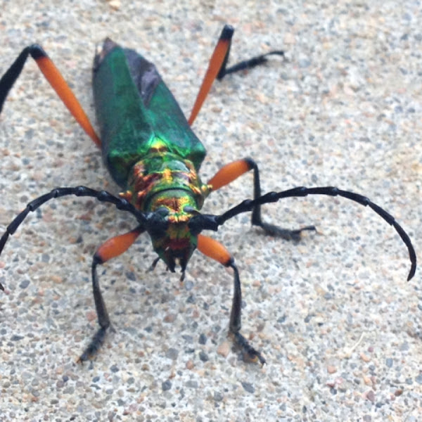 Flower Longhorn | Project Noah