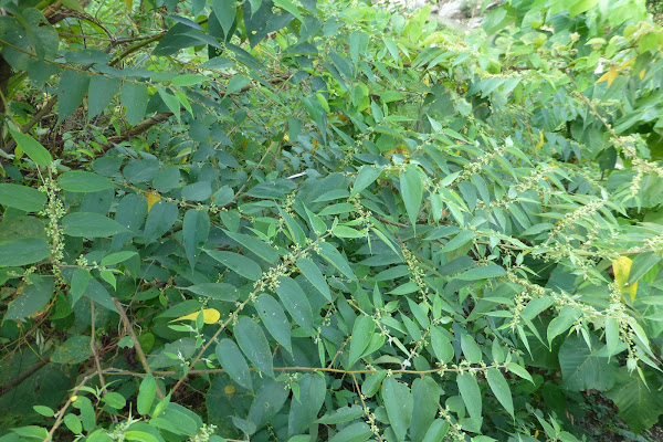 Charcoal-tree | Project Noah