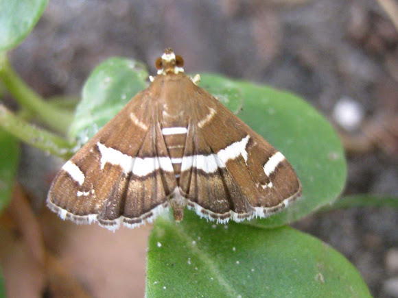Hawaiian Beet Webworm | Project Noah