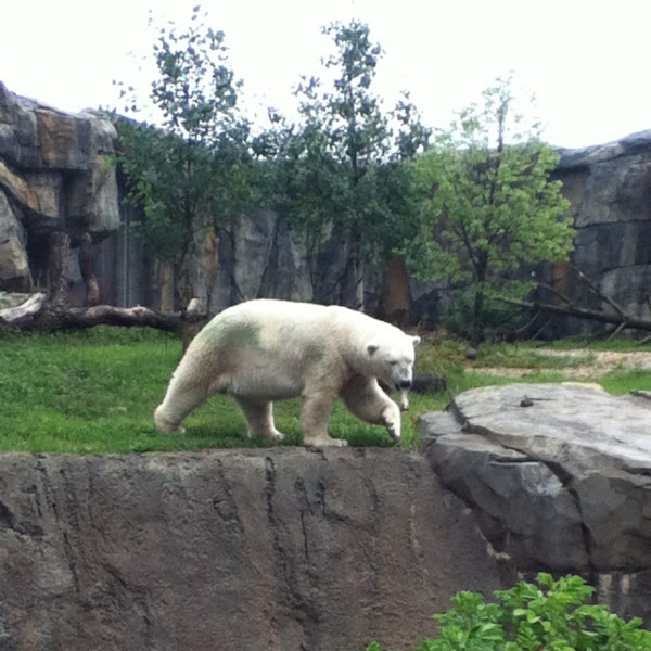 Polar bear | Project Noah