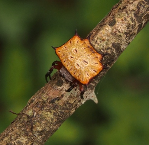 Biscuit Kite Spider | Project Noah