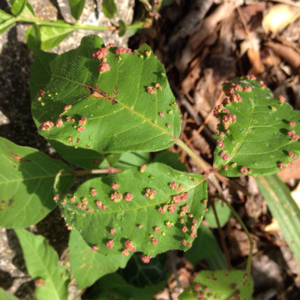 Poison Ivy Leaf Gall Mite | Project Noah