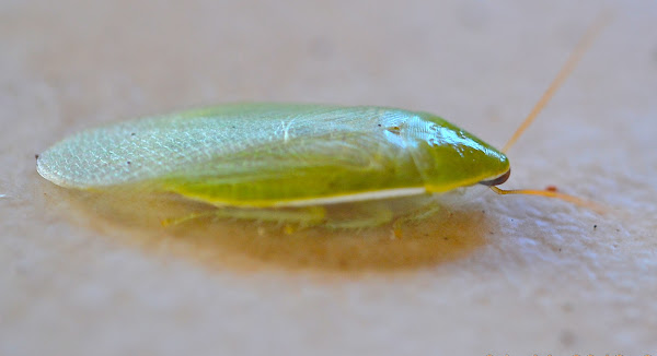 Green Blaberid Cockroach | Project Noah
